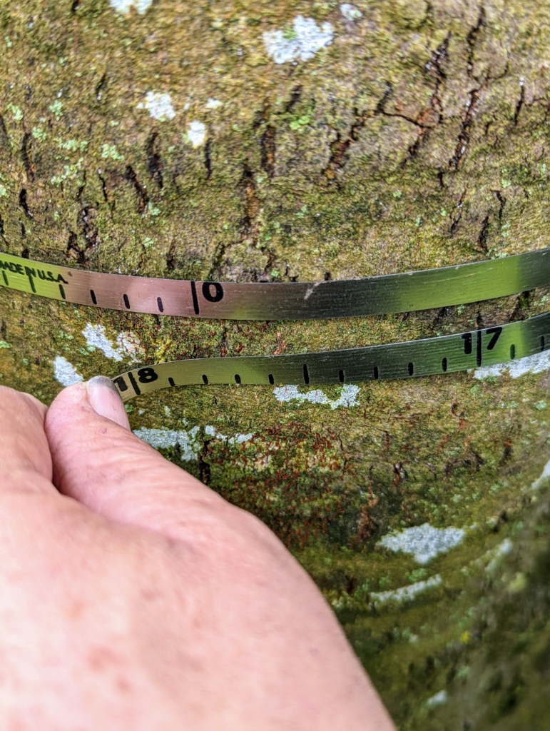 Caring for My American Beech Trees - The Martha Stewart Blog