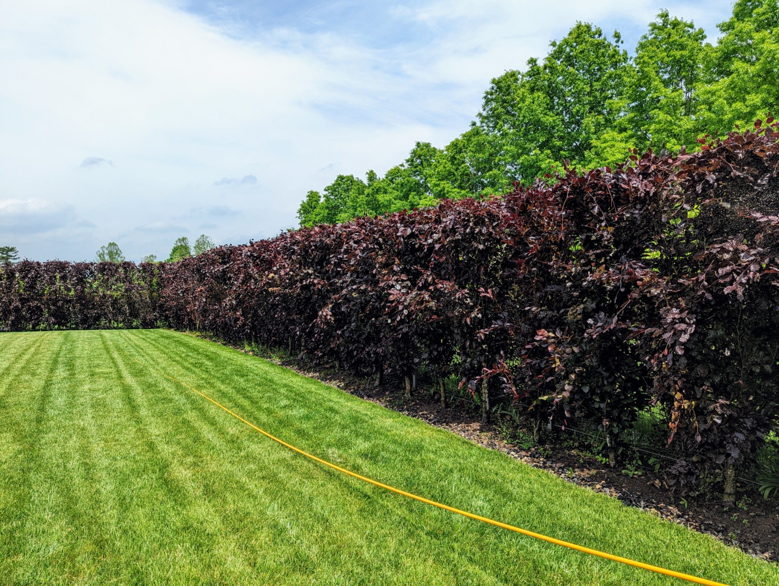 Caring for My American Beech Trees - The Martha Stewart Blog
