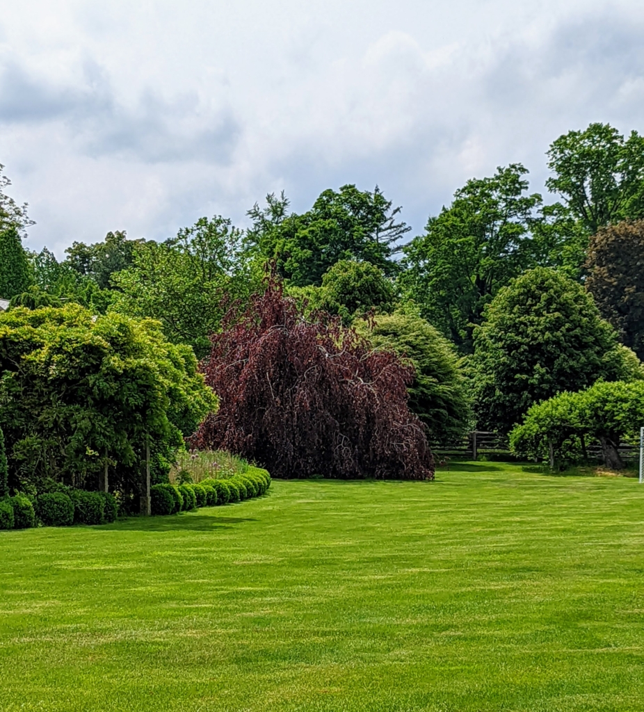 Caring for My American Beech Trees - The Martha Stewart Blog