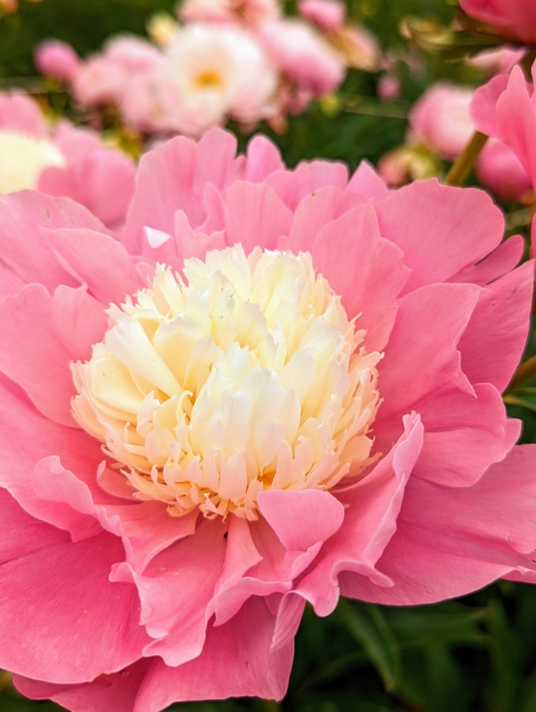 My Blooming Herbaceous Peony Garden - The Martha Stewart Blog