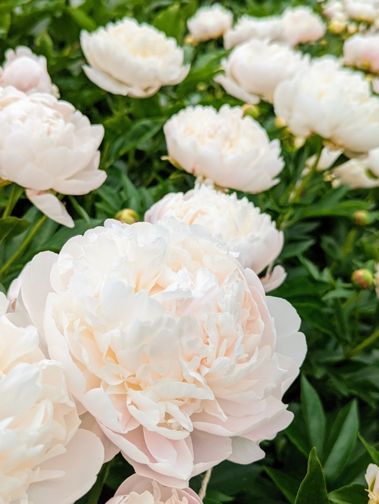 My Blooming Herbaceous Peony Garden - The Martha Stewart Blog