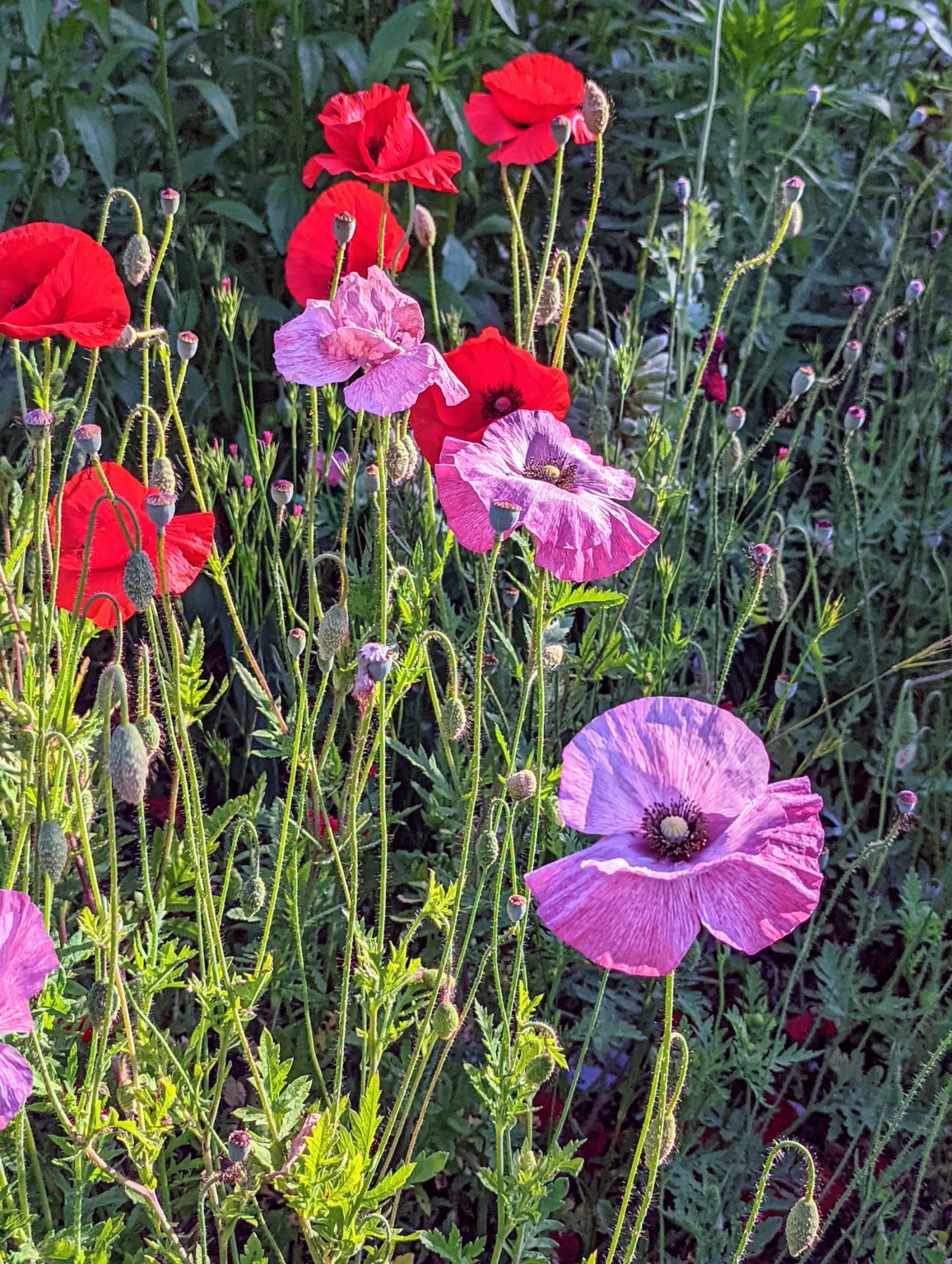 The Martha Stewart Blog : Blog Archive The Poppies in My Garden - The ...