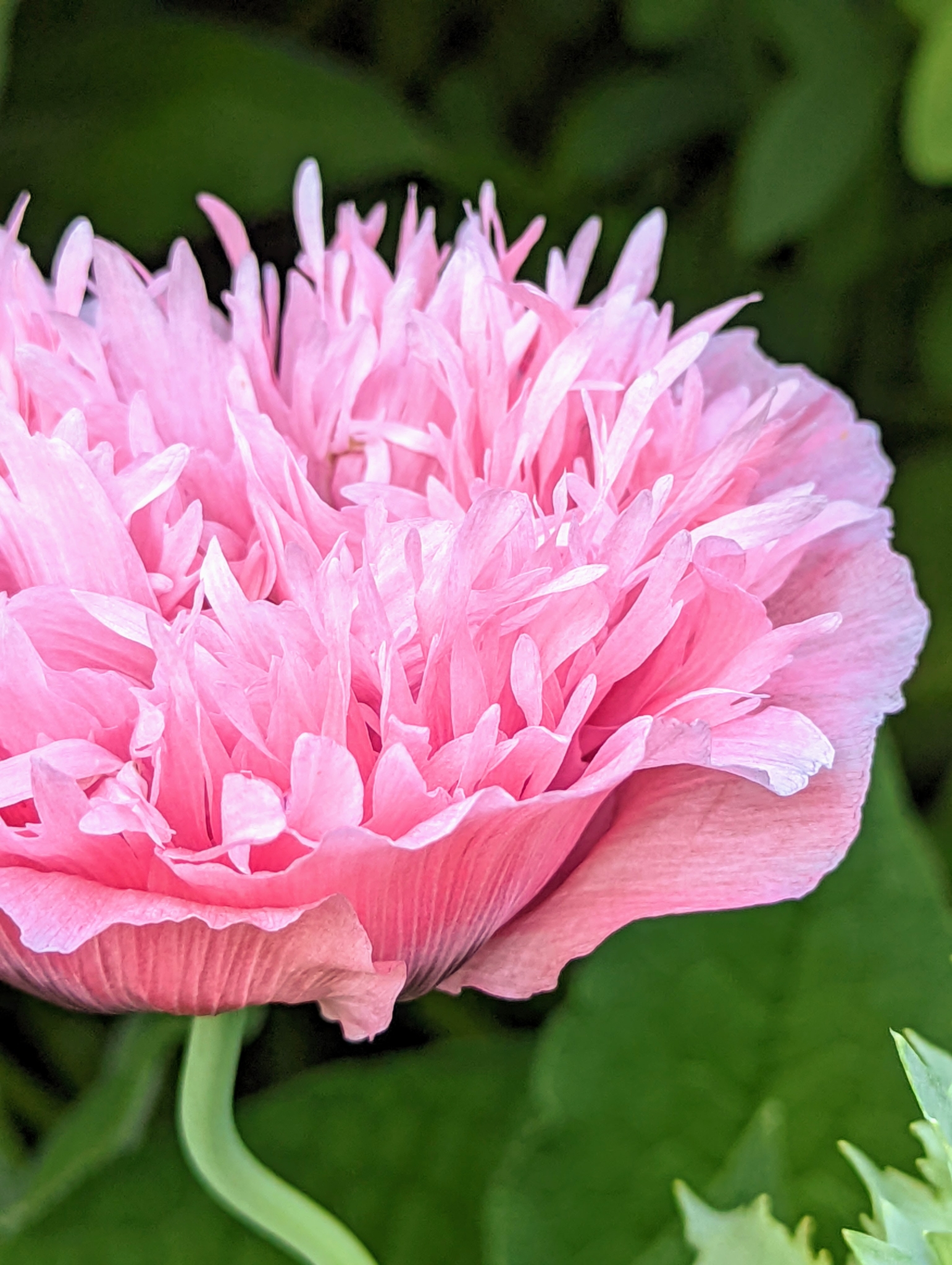 The Poppies in My Garden - The Martha Stewart Blog