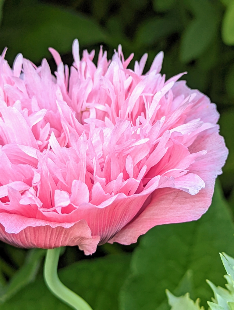 The Martha Stewart Blog : Blog Archive The Poppies in My Garden - The ...