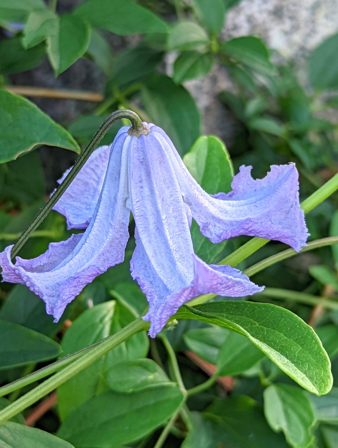 Beautiful Clematis Blooms - The Martha Stewart Blog