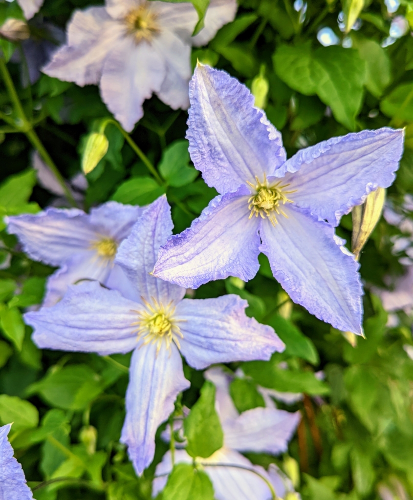 Beautiful Clematis Blooms - The Martha Stewart Blog