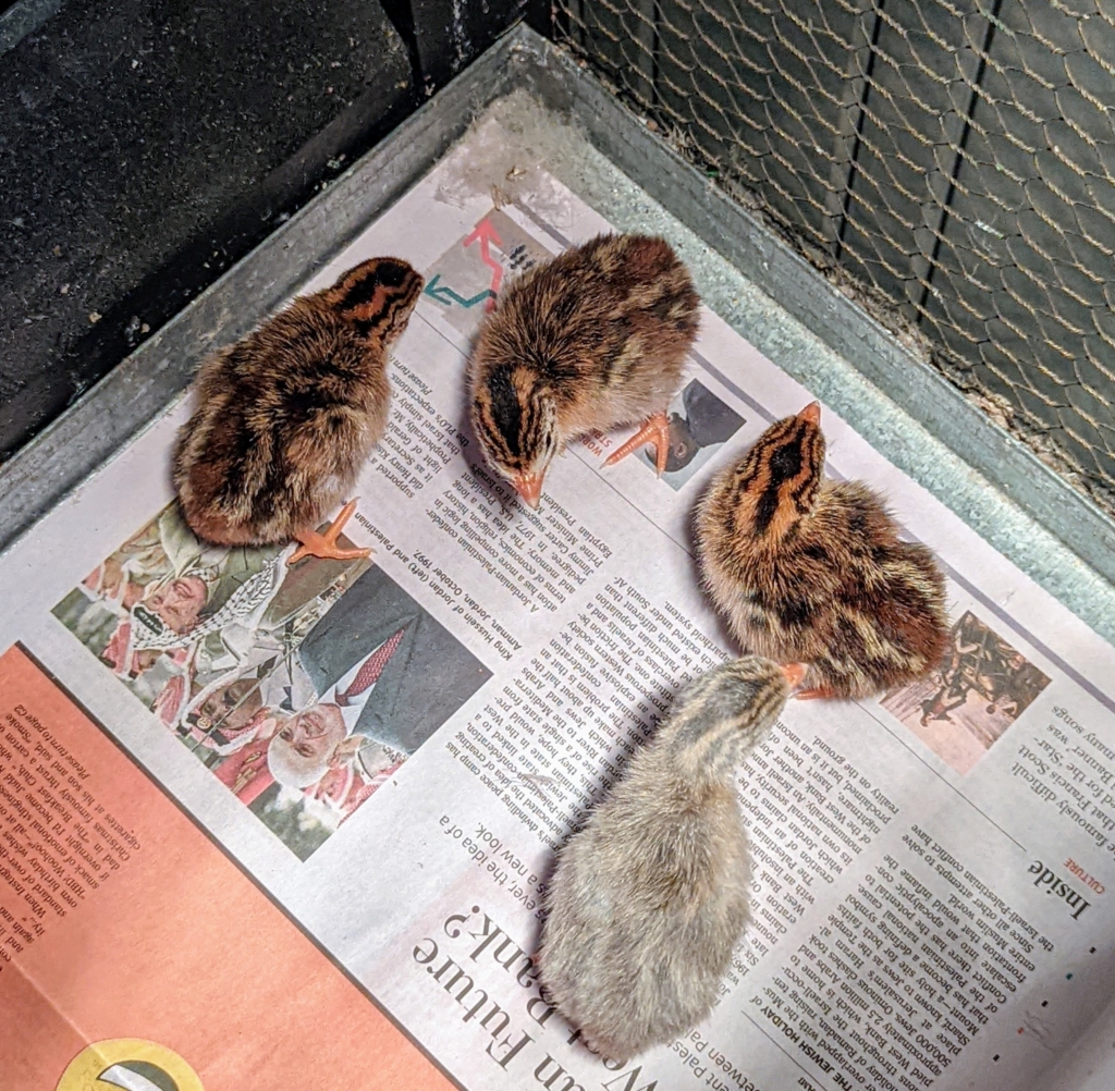 Baby Chickens, Baby Guinea Fowl, and Baby Peafowl - The Martha Stewart Blog