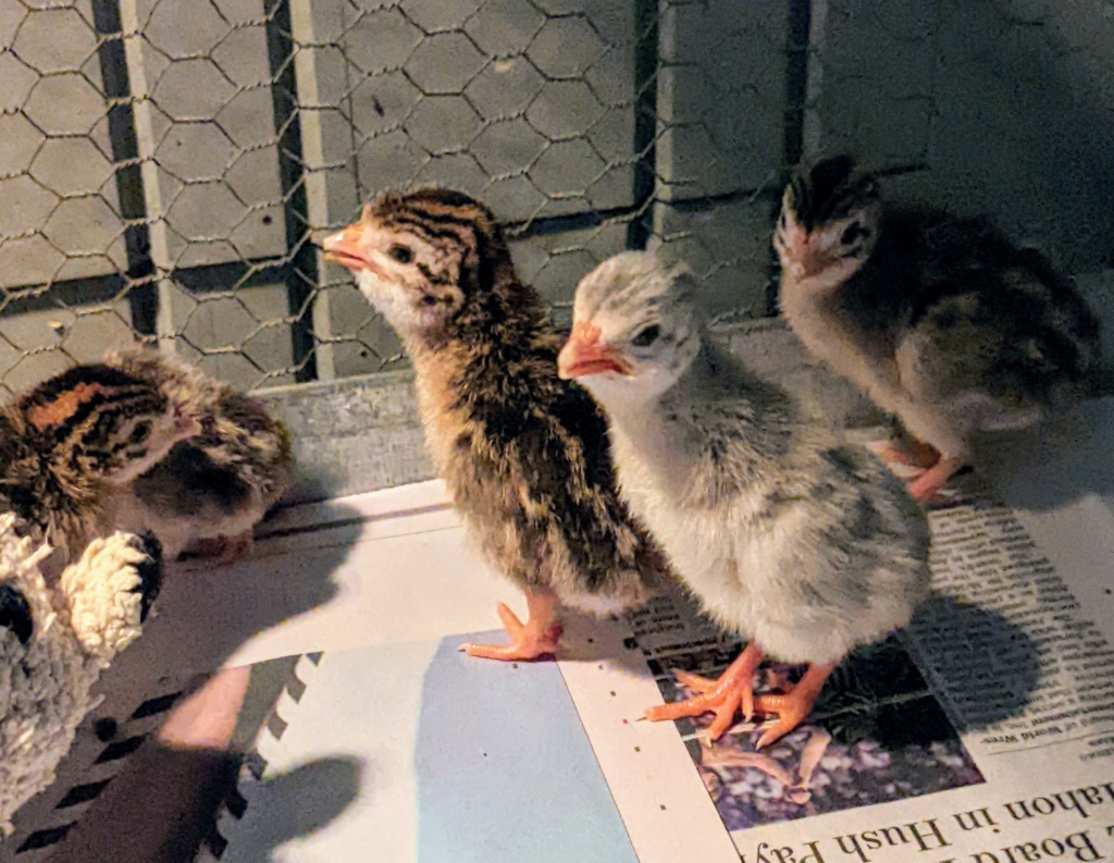 Baby Chickens, Baby Guinea Fowl, and Baby Peafowl - The Martha Stewart Blog
