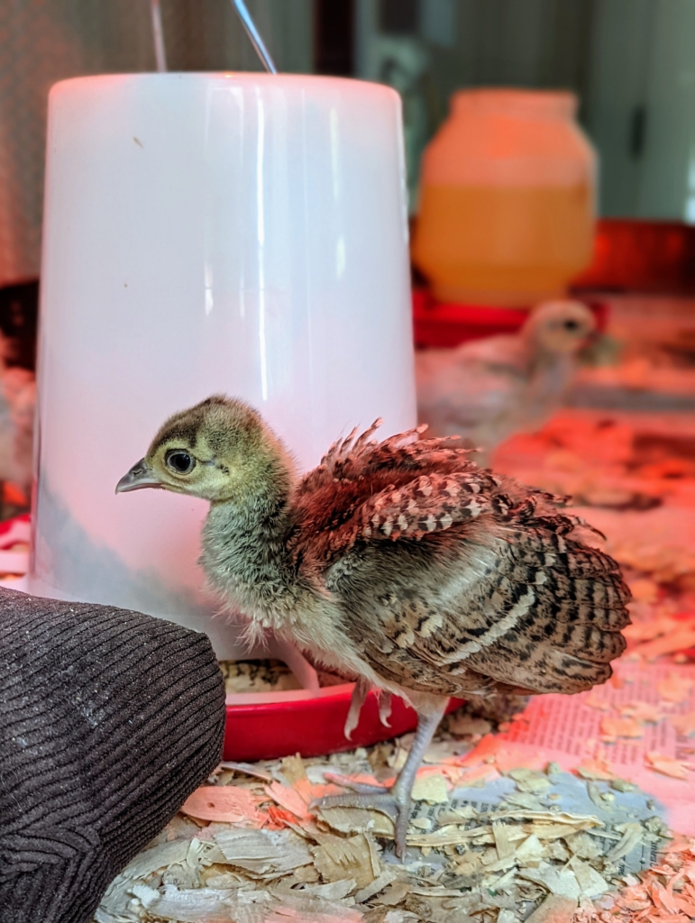 Baby Chickens, Baby Guinea Fowl, and Baby Peafowl - The Martha Stewart Blog