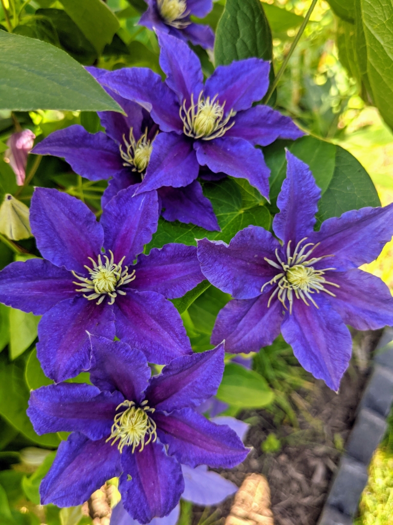 Beautiful Clematis Blooms - The Martha Stewart Blog