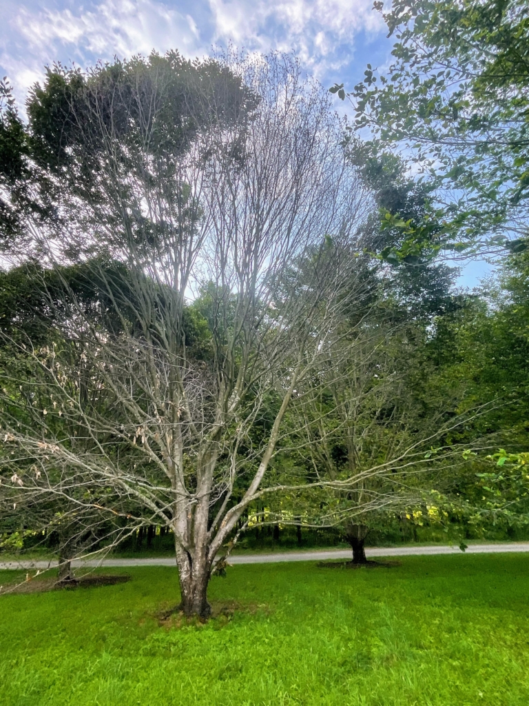 Cutting Down an American Beech Tree - The Martha Stewart Blog