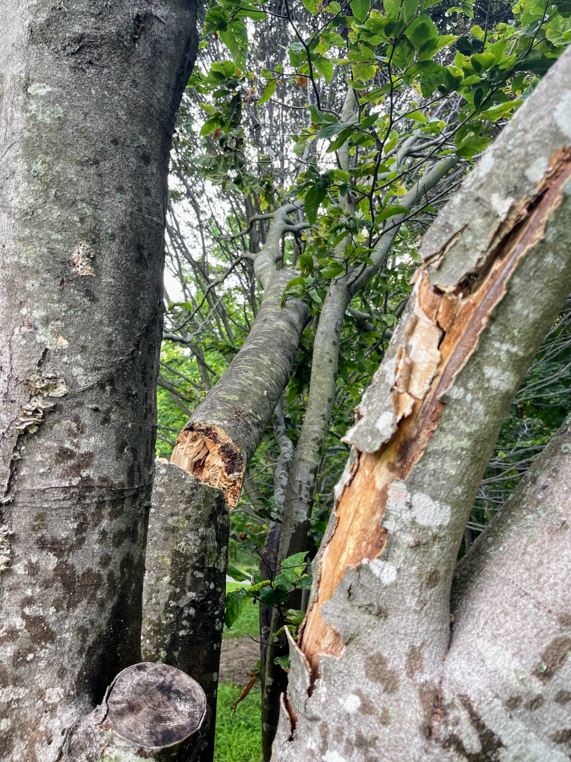 The Martha Stewart Blog : Blog Archive Cutting Down an American Beech ...