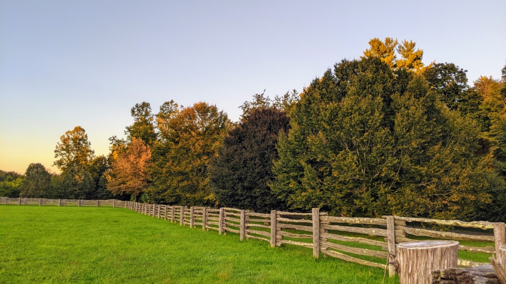 Maintaining My American Beech Tree Grove - The Martha Stewart Blog