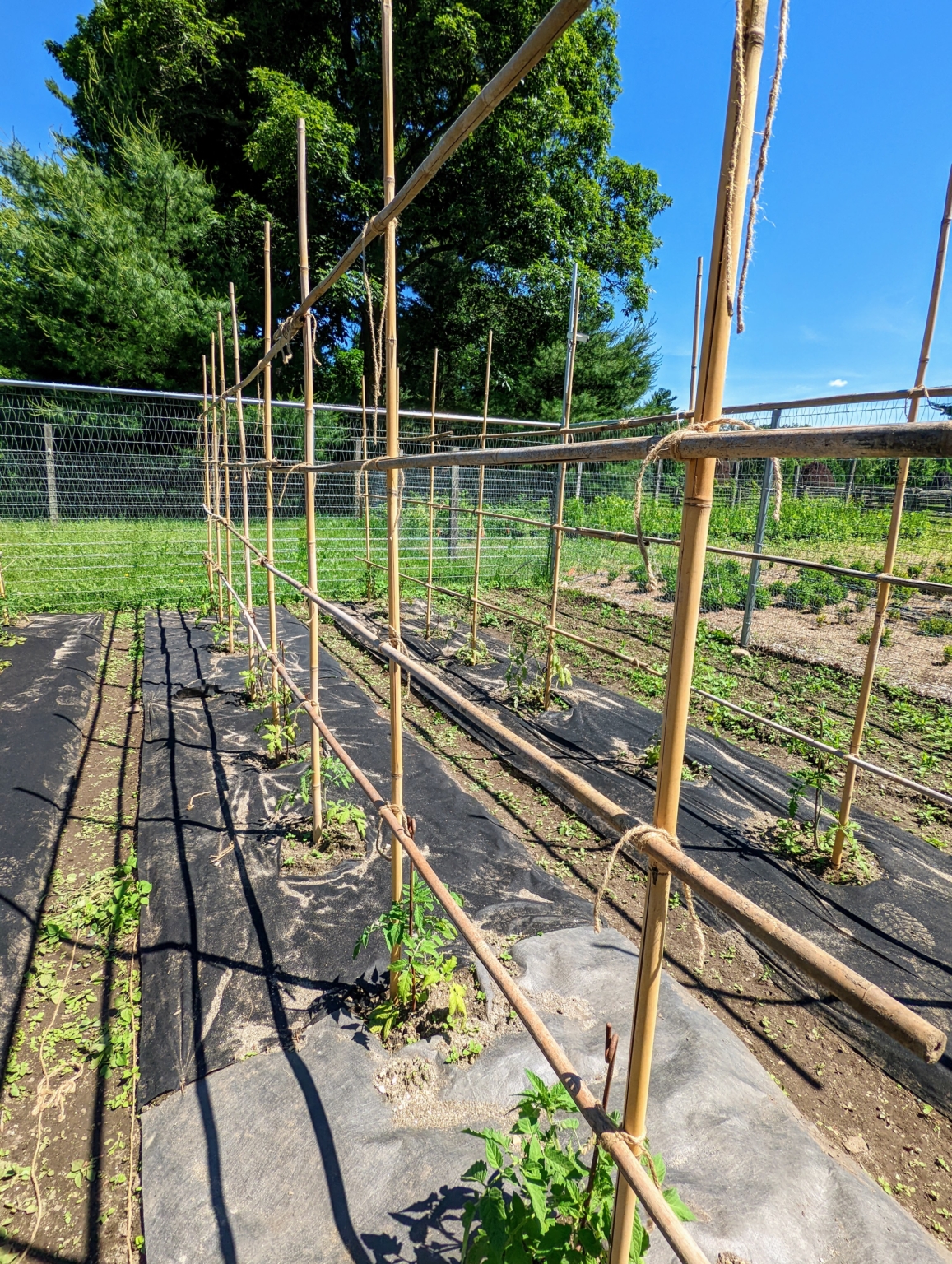 Caring for My Growing Tomato Plants - The Martha Stewart Blog