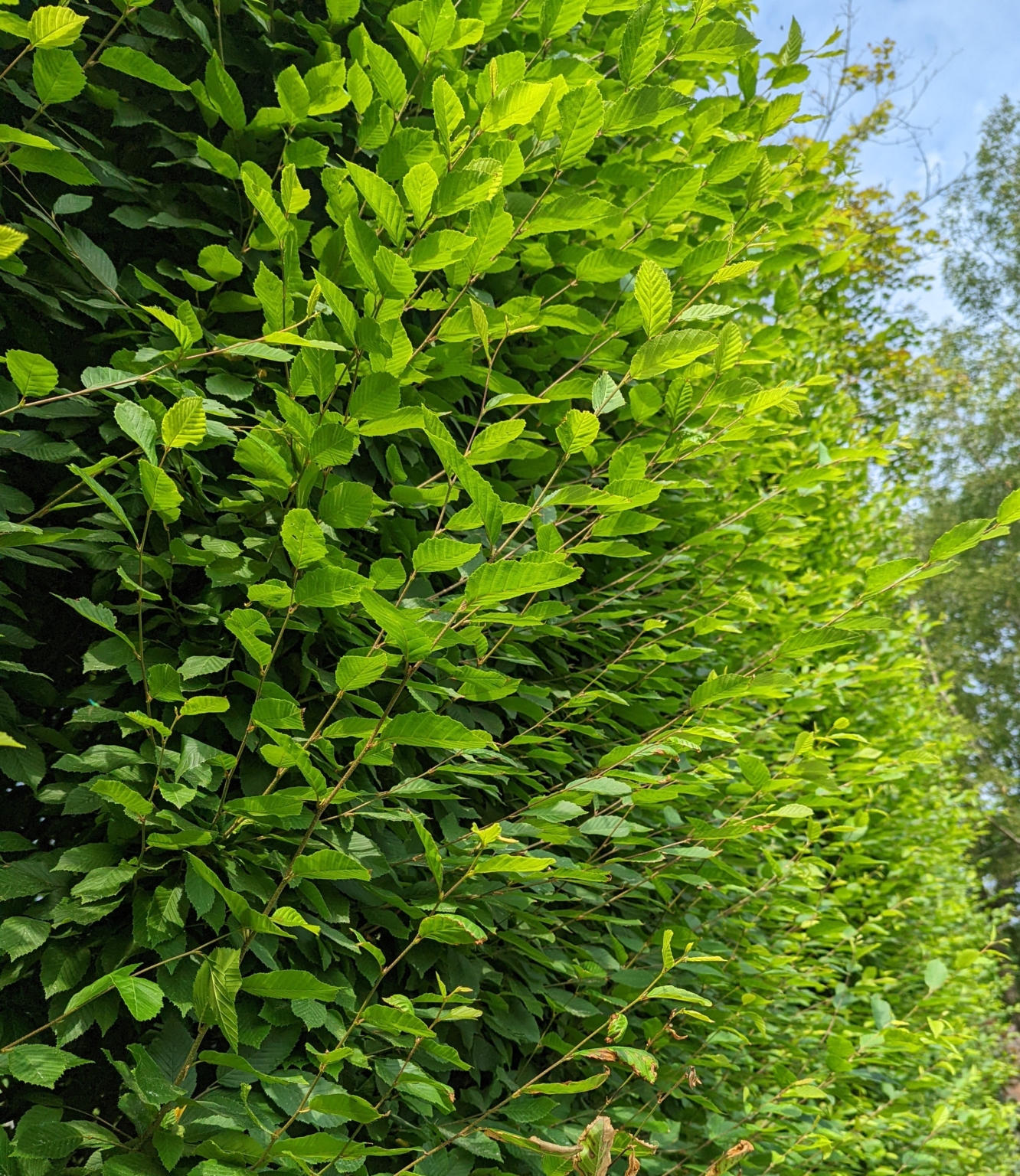 The Martha Stewart Blog : Blog Archive Summer Pruning for My Hornbeam ...