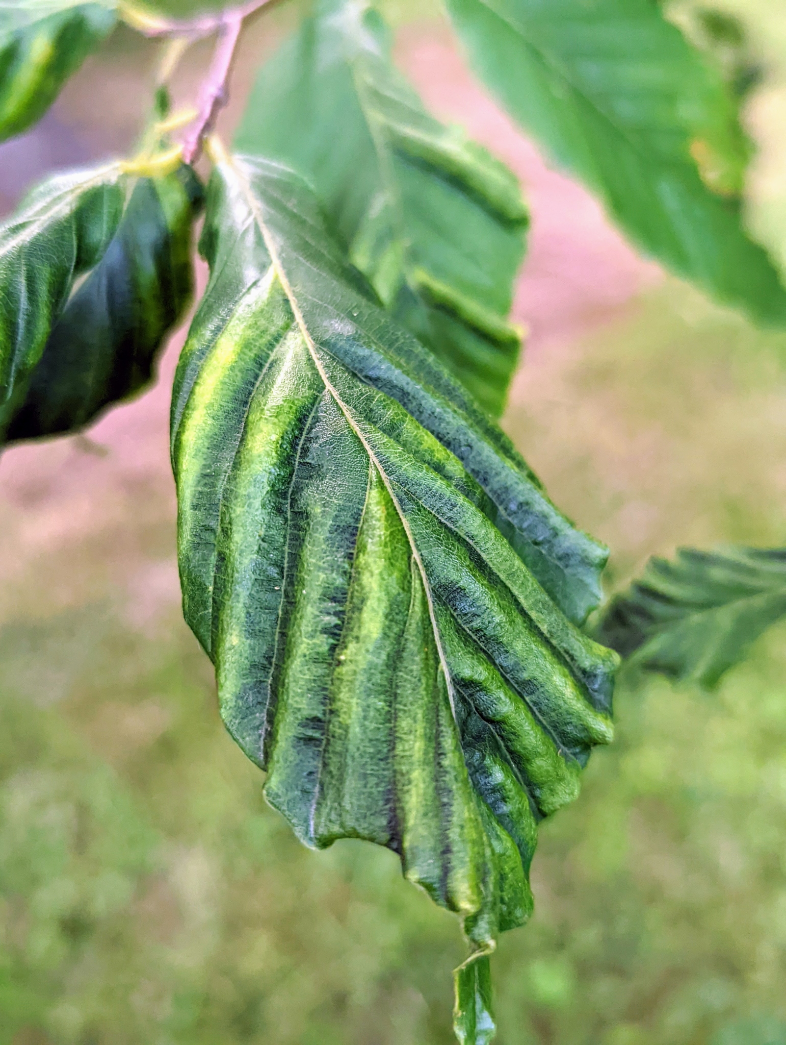 Maintaining My American Beech Tree Grove - The Martha Stewart Blog