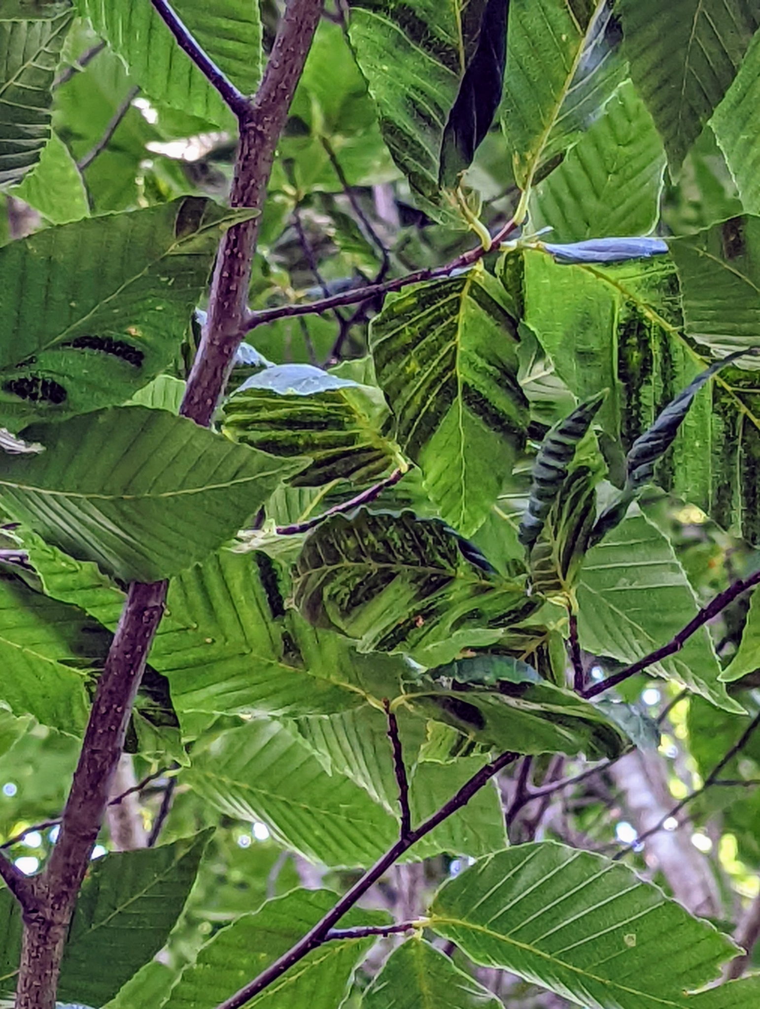 Maintaining My American Beech Tree Grove - The Martha Stewart Blog