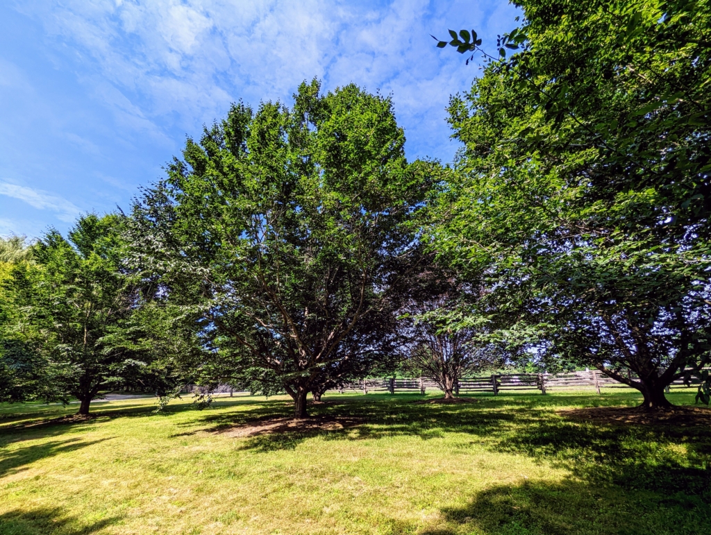 Maintaining My American Beech Tree Grove - The Martha Stewart Blog