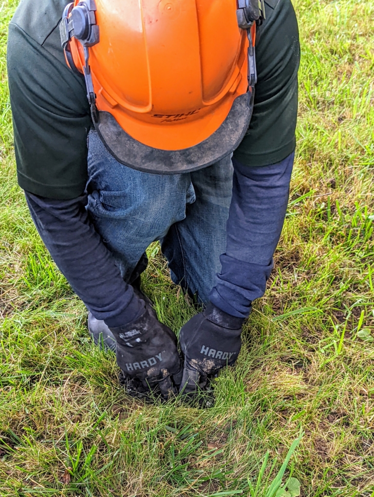 Maintaining My American Beech Tree Grove - The Martha Stewart Blog
