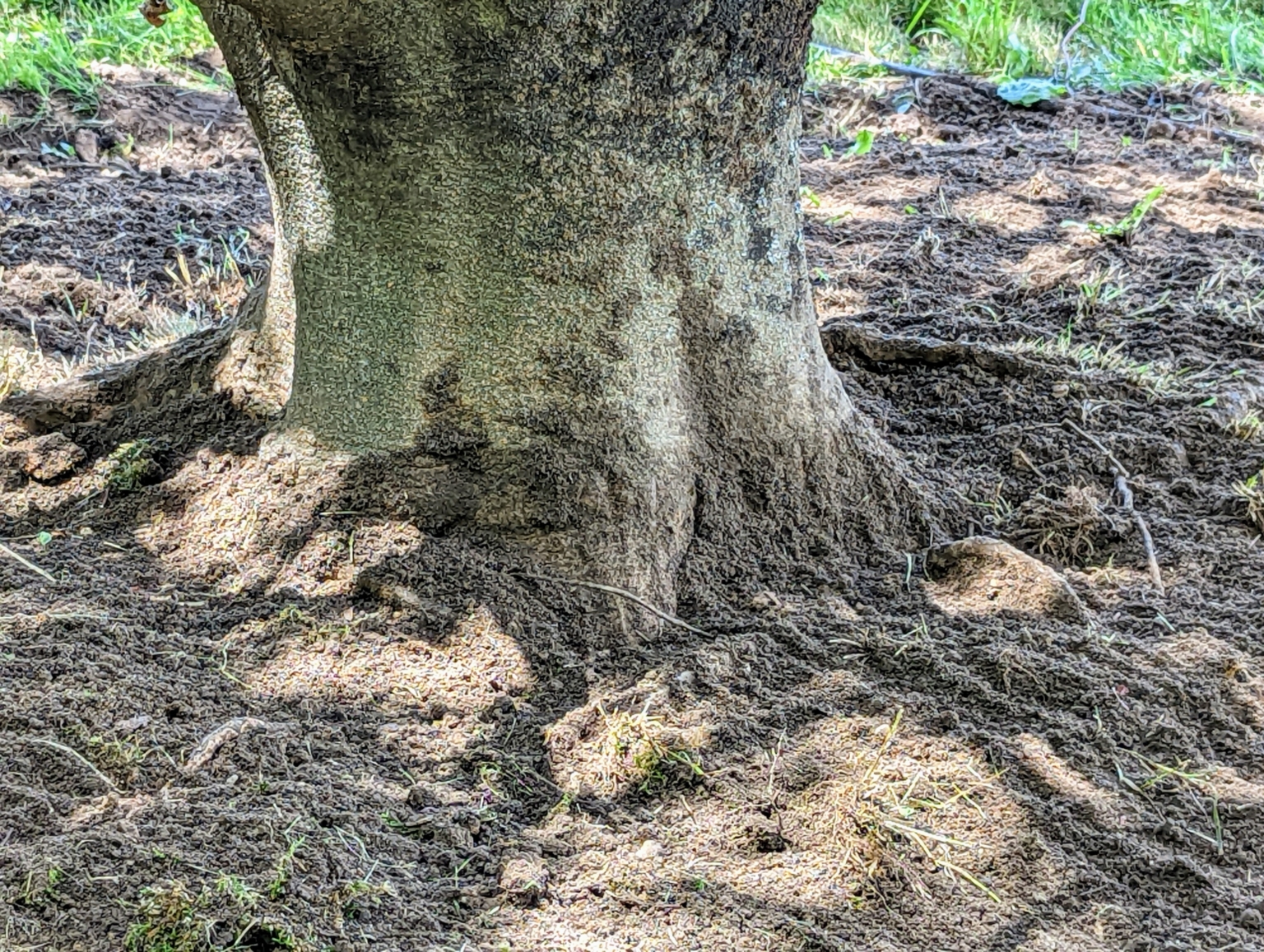 Maintaining My American Beech Tree Grove - The Martha Stewart Blog