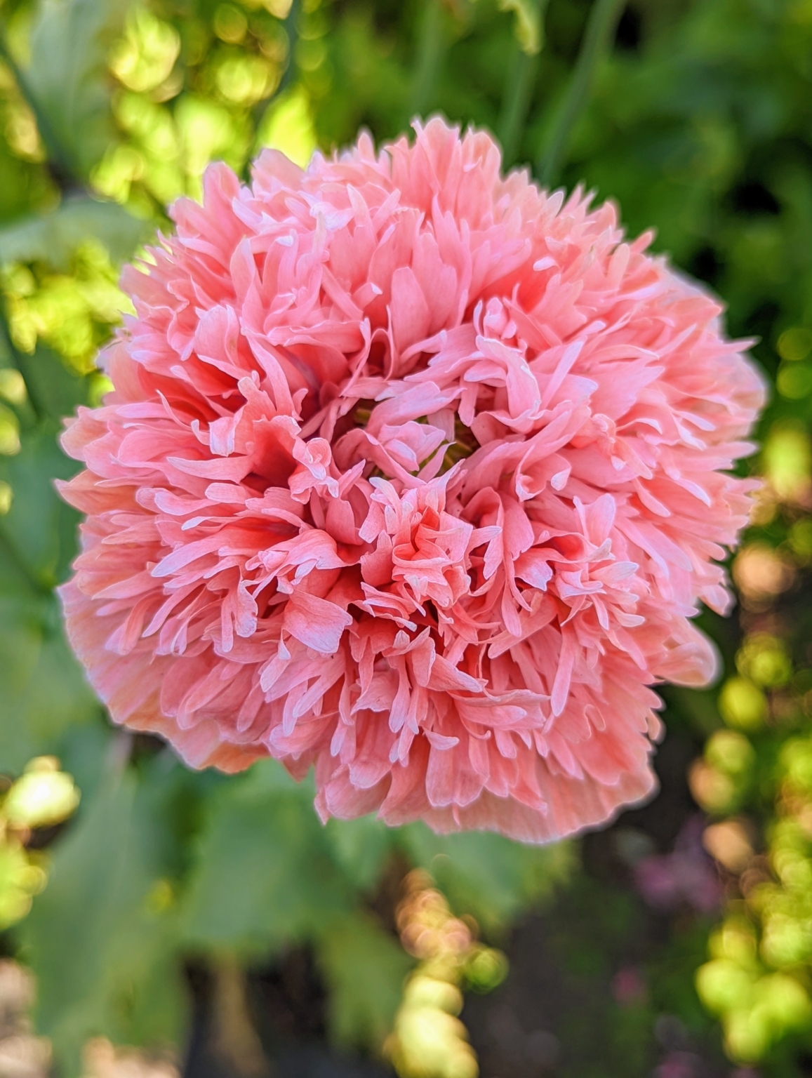 The Martha Stewart Blog : Blog Archive July Flowers in My Cutting ...