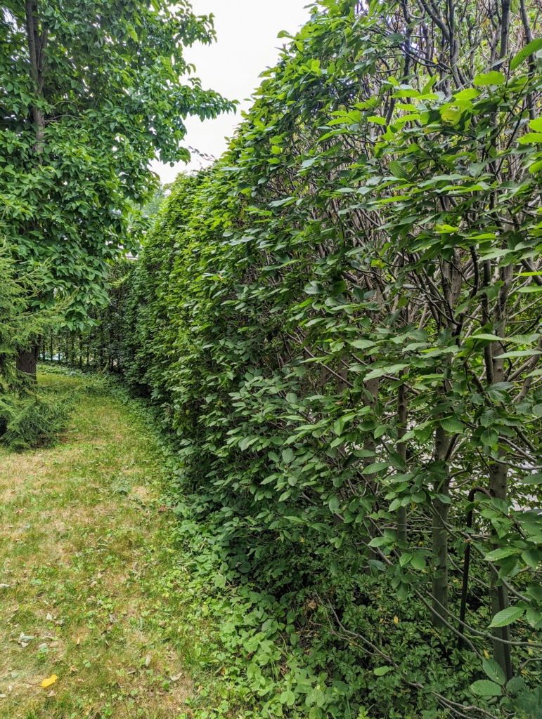 Trimming the Summer House Hornbeam Hedge - The Martha Stewart Blog