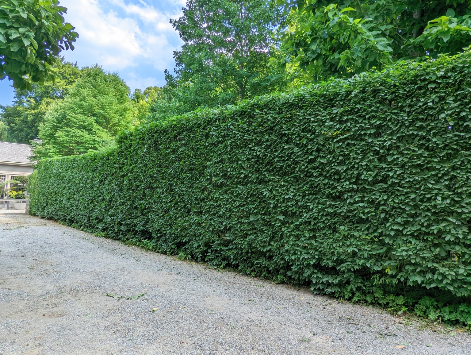 Trimming the Summer House Hornbeam Hedge - The Martha Stewart Blog