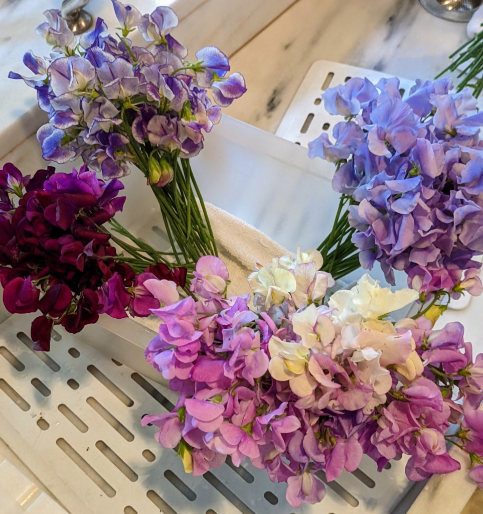 Picking Colorful and Fragrant Sweet Peas - The Martha Stewart Blog
