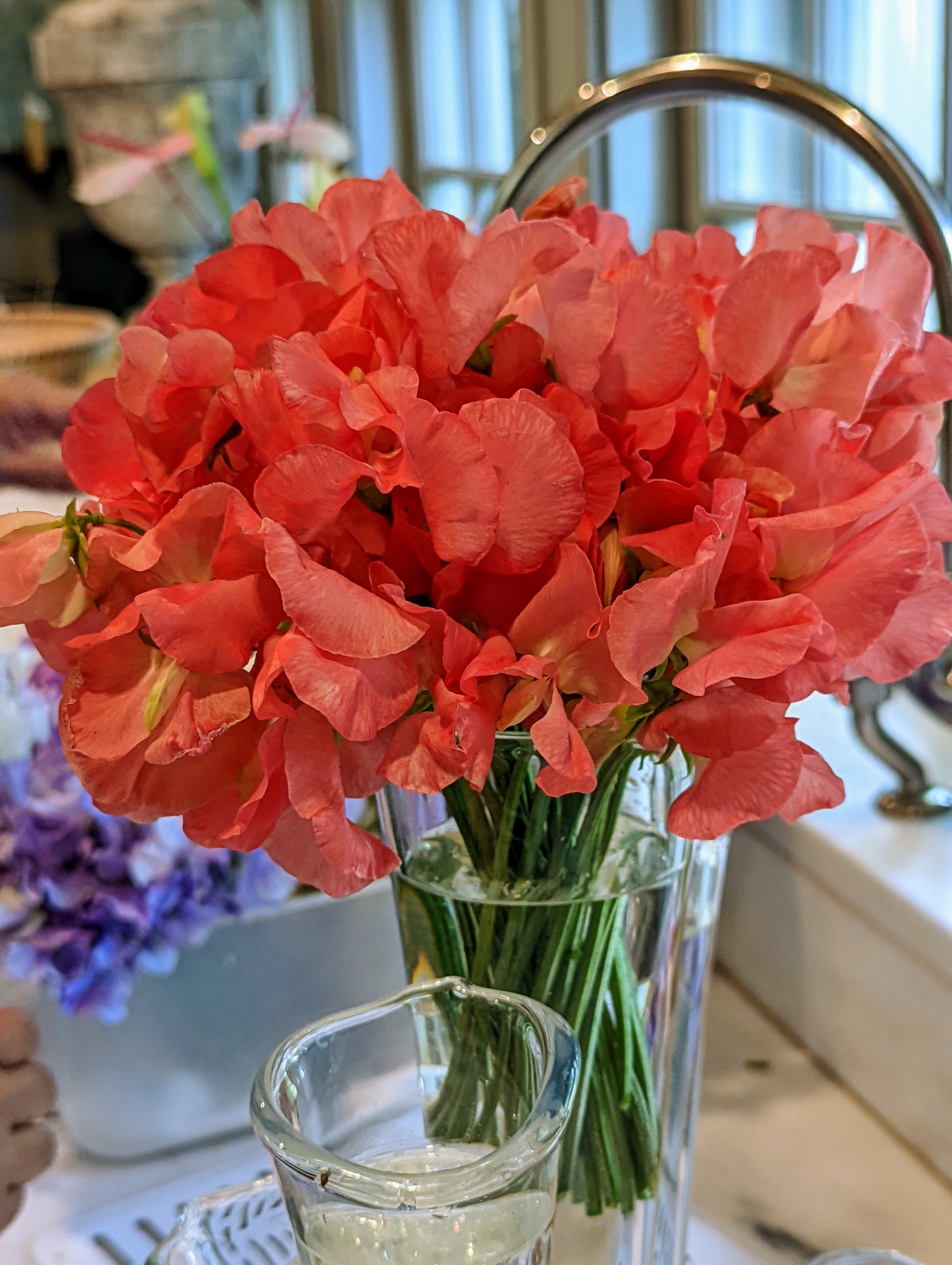 Picking Colorful and Fragrant Sweet Peas - The Martha Stewart Blog