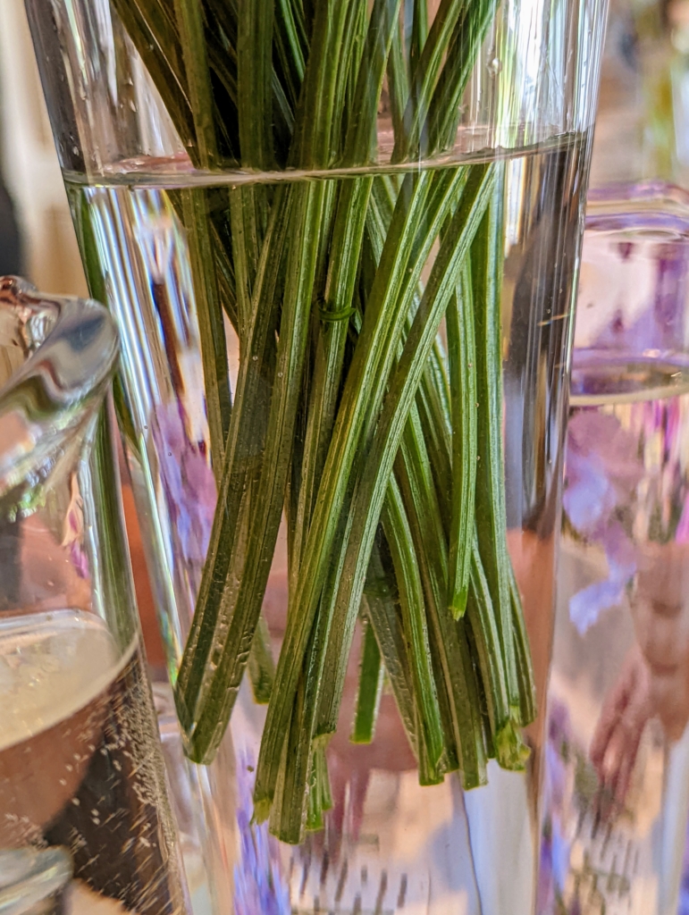 The Martha Stewart Blog : Blog Archive Picking Colorful and Fragrant ...