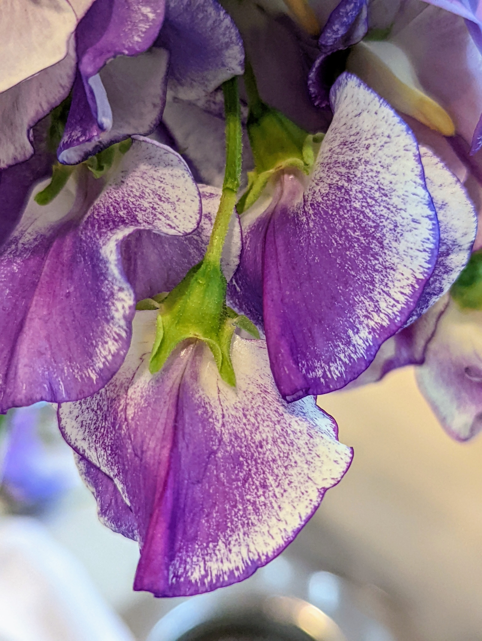 Picking Colorful and Fragrant Sweet Peas - The Martha Stewart Blog