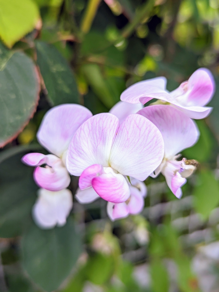Picking Colorful and Fragrant Sweet Peas - The Martha Stewart Blog