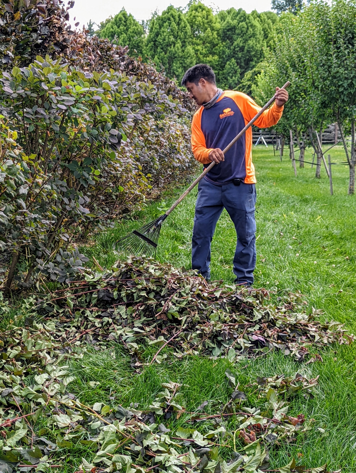 Pruning the Hedges Around My Pool - The Martha Stewart Blog