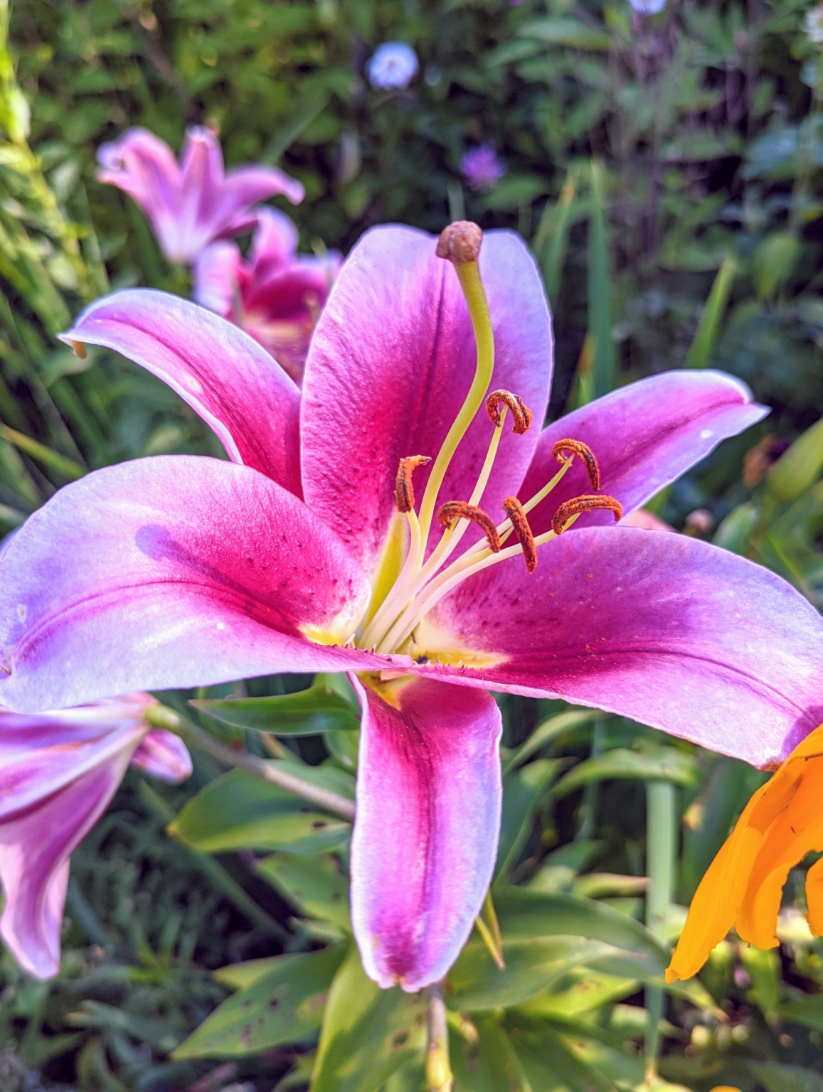 The Martha Stewart Blog : Blog Archive Lilies in the Garden - The ...