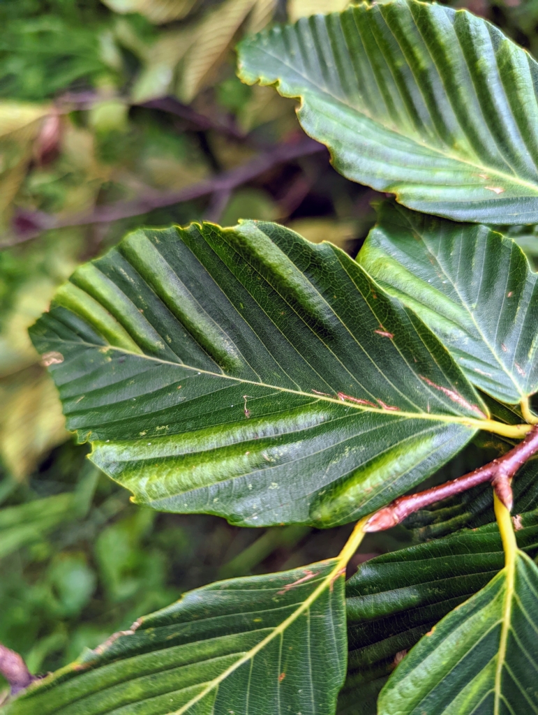 Cutting Down an American Beech Tree - The Martha Stewart Blog