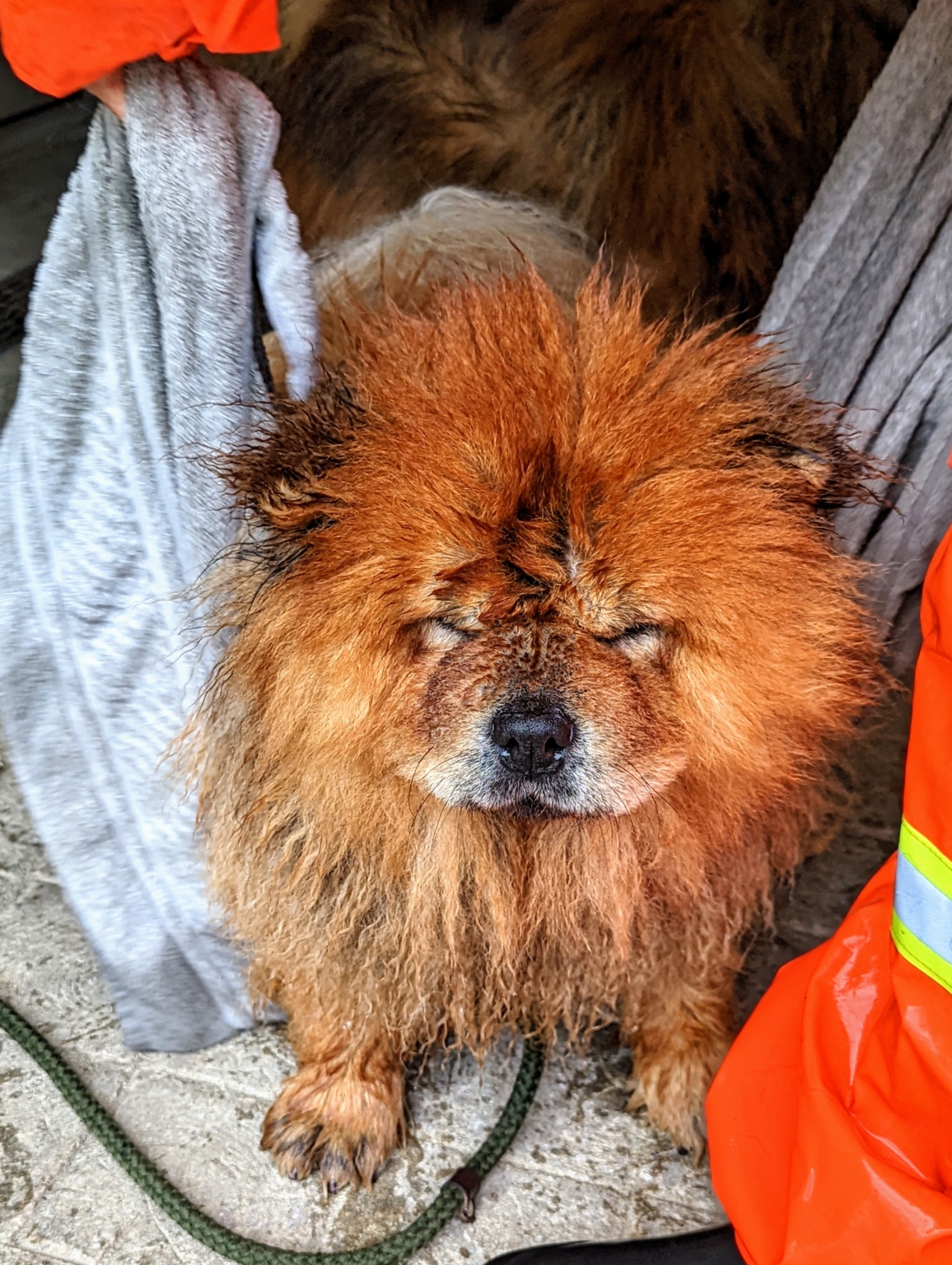 Bathing My Chow Chows, Empress Qin and Emperor Han - The Martha Stewart ...
