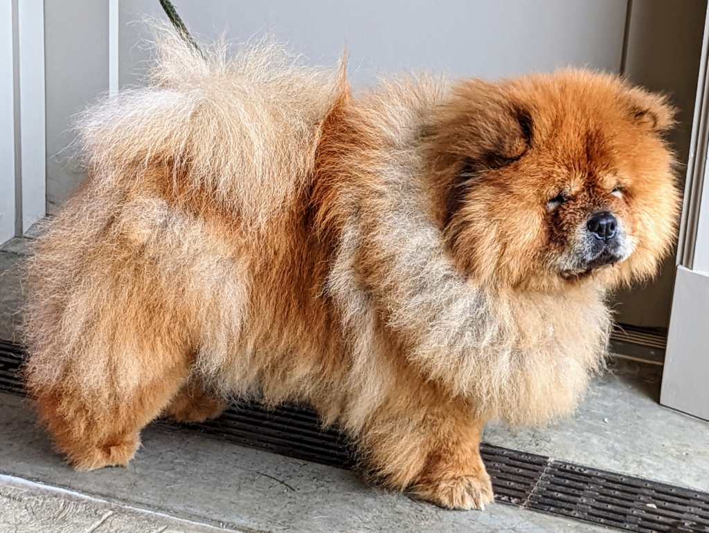 The Martha Stewart Blog : Blog Archive Bathing My Chow Chows, Empress ...