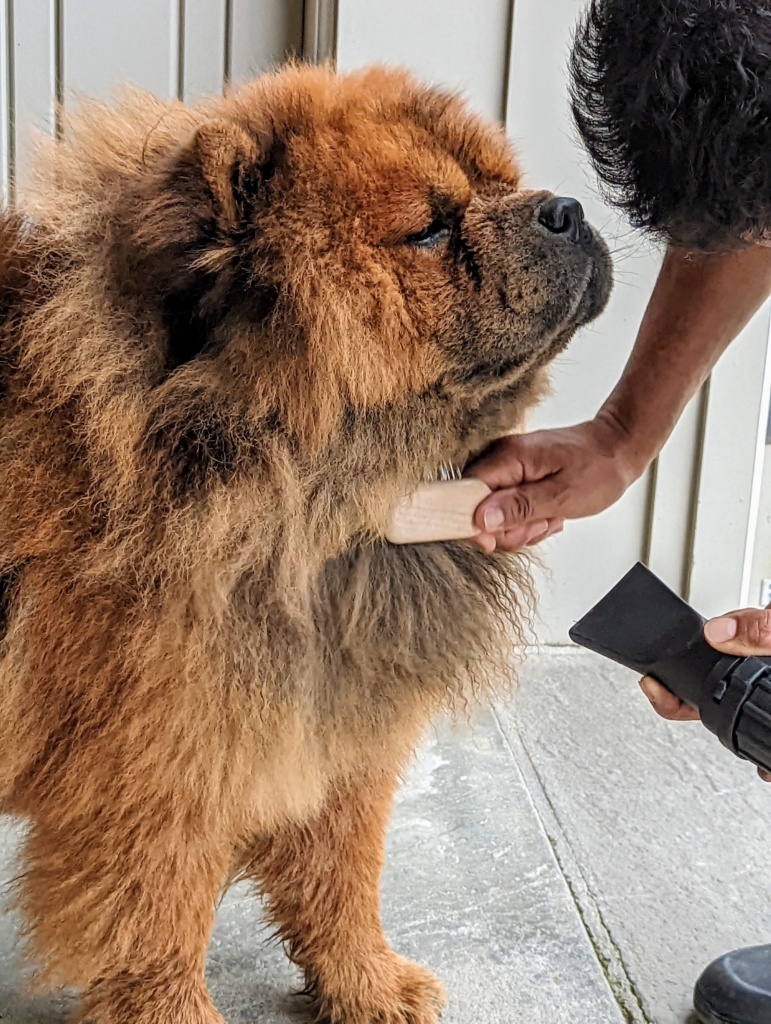 Bathing My Chow Chows, Empress Qin and Emperor Han - The Martha Stewart ...