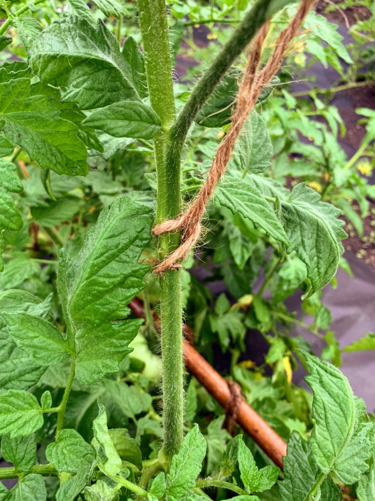 Caring for My Growing Tomato Plants - The Martha Stewart Blog