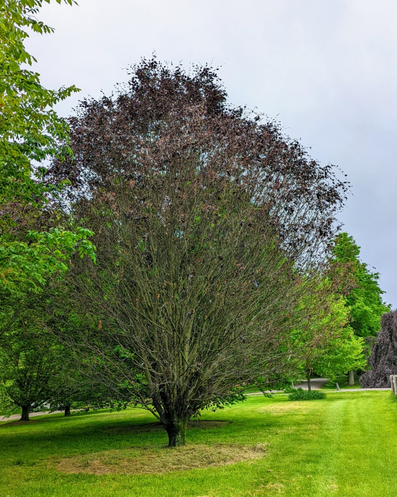 The Martha Stewart Blog : Blog Archive Maintaining My American Beech ...