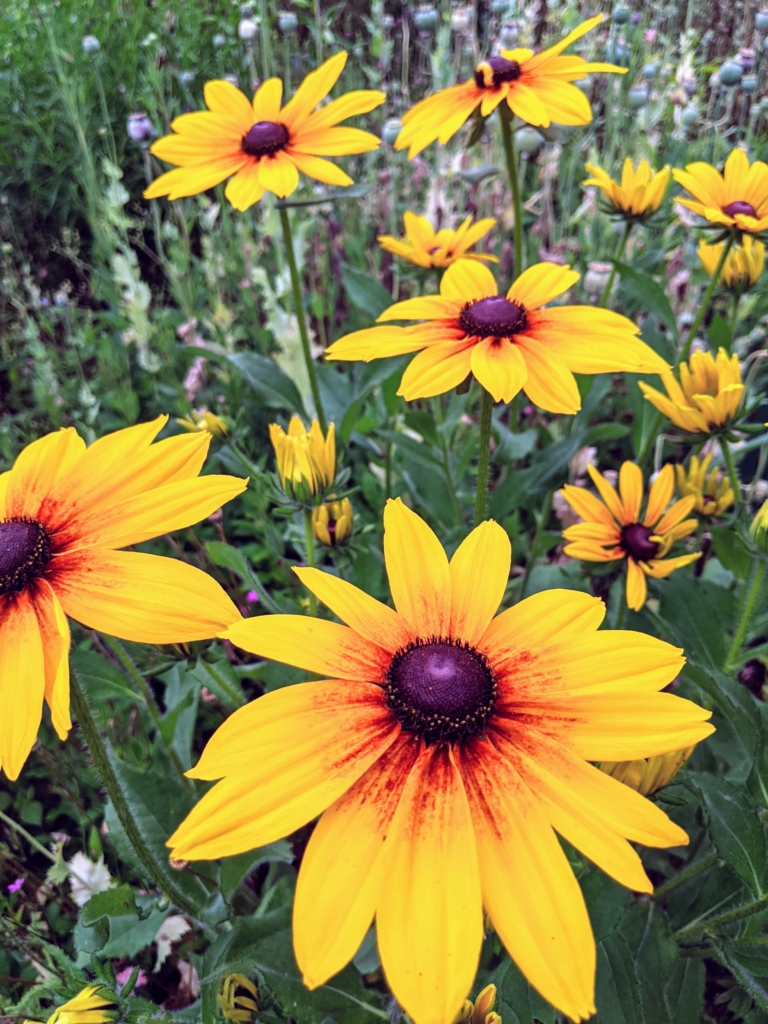 July Flowers in My Cutting Garden - The Martha Stewart Blog