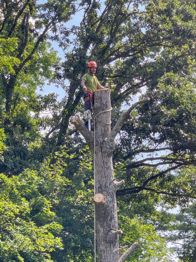 Cutting Down an Ash Tree at the Farm - The Martha Stewart Blog