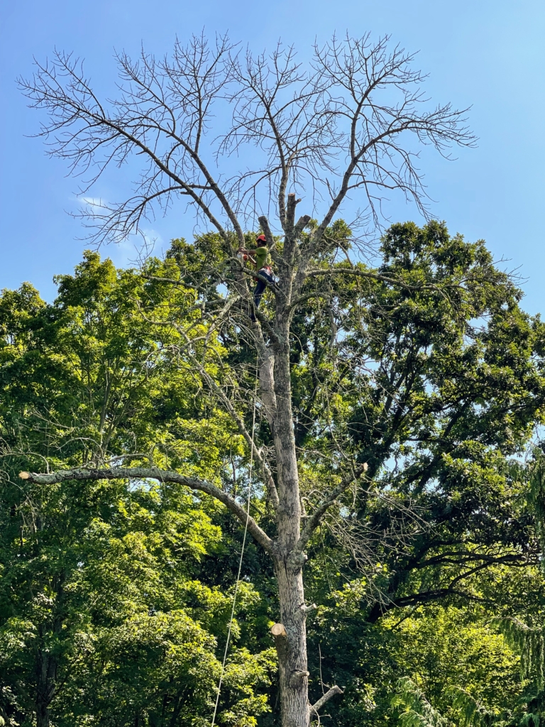 Cutting Down an Ash Tree at the Farm - The Martha Stewart Blog