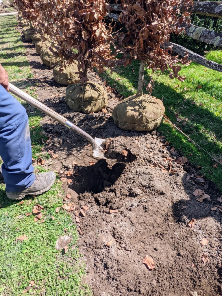Planting a Maze at My Farm - The Martha Stewart Blog