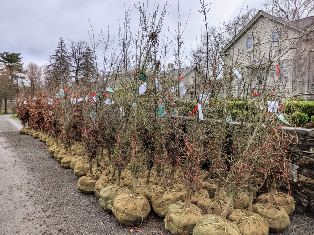 Planting a Maze at My Farm - The Martha Stewart Blog