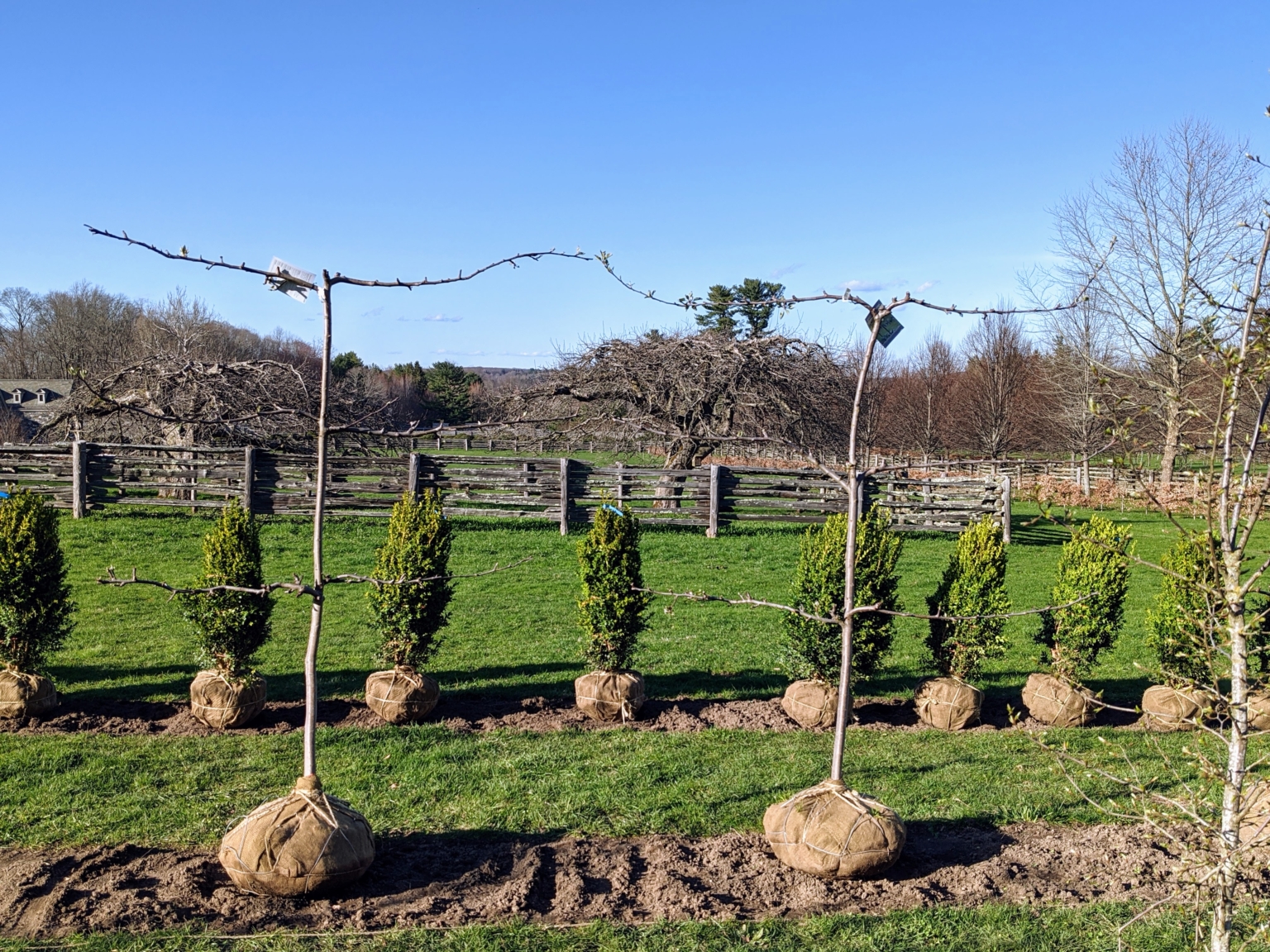 Planting a Maze at My Farm - The Martha Stewart Blog