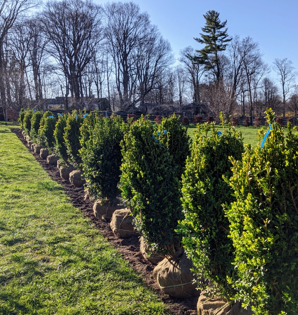Planting a Maze at My Farm - The Martha Stewart Blog