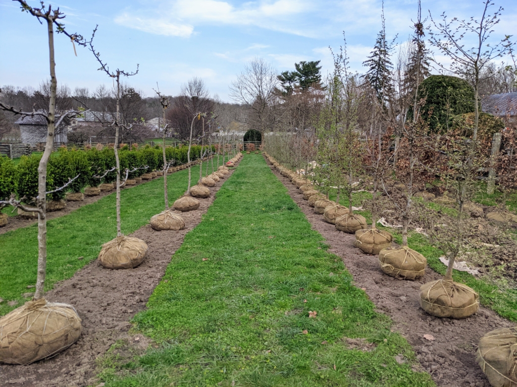 Planting a Maze at My Farm - The Martha Stewart Blog