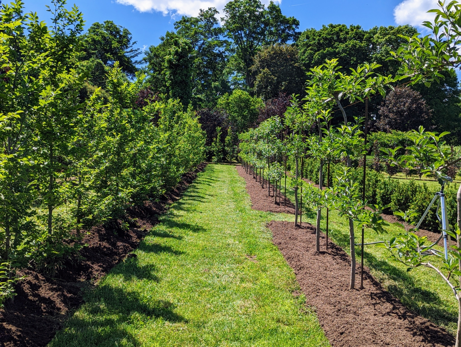 Planting a Maze at My Farm - The Martha Stewart Blog