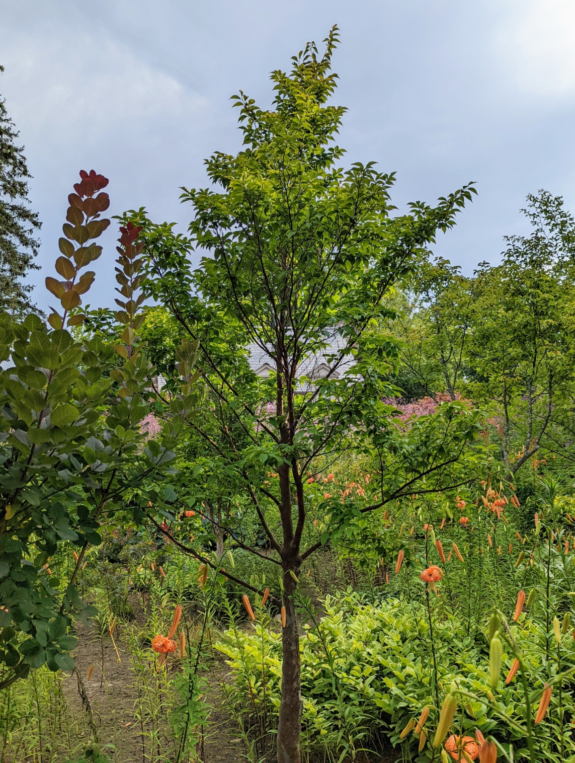 My Thriving Stewartia Garden in Summer - The Martha Stewart Blog